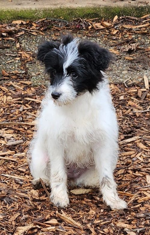 Wiggly Tails Dog Rescue - Adopt a Rescued Dog