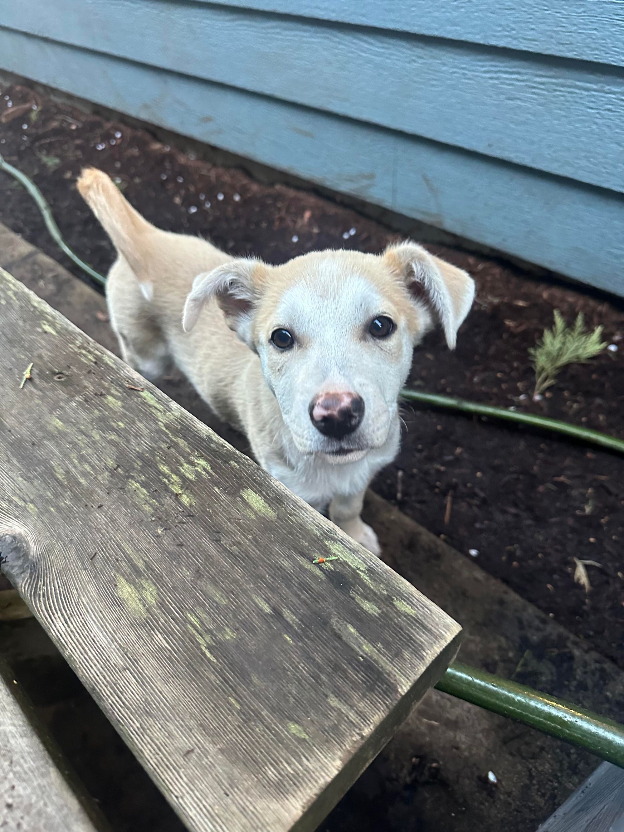 Wiggly Tails Dog Rescue - Adopt a Rescued Dog