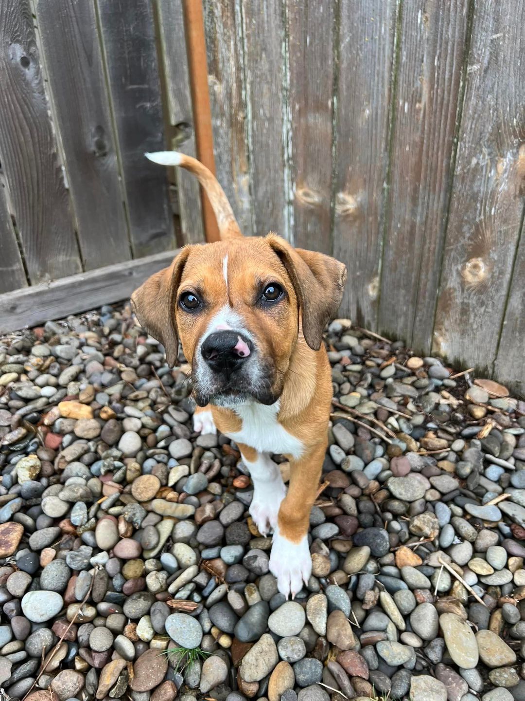 Wiggly Tails Dog Rescue - Adopt a Rescued Dog