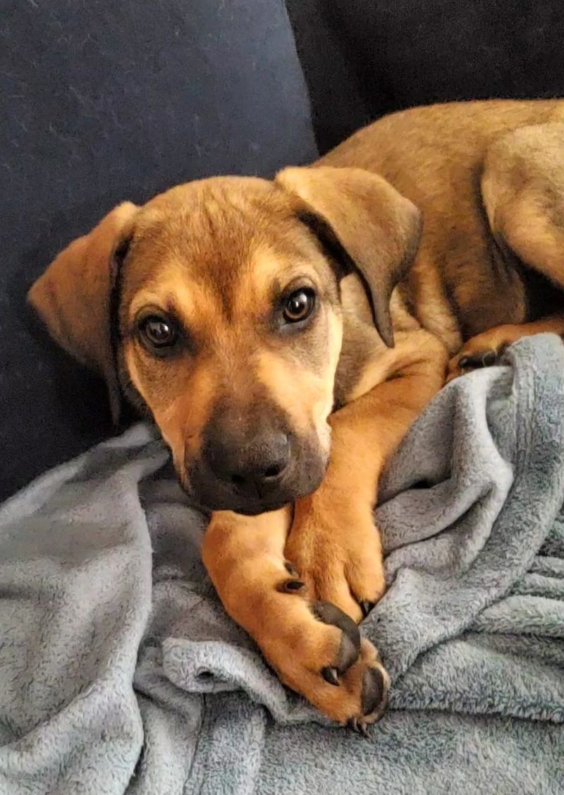 Wiggly Tails Dog Rescue - Adopt a Rescued Dog