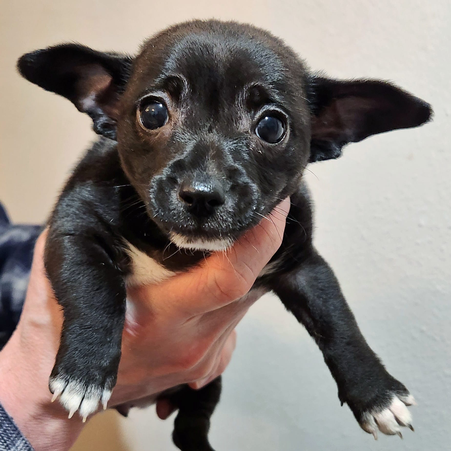 Wiggly Tails Dog Rescue - Adopt a Rescued Dog