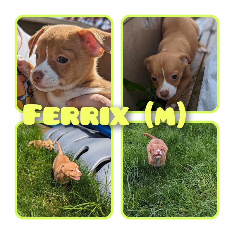 Wiggly Tails Dog Rescue - Adopt a Rescued Dog