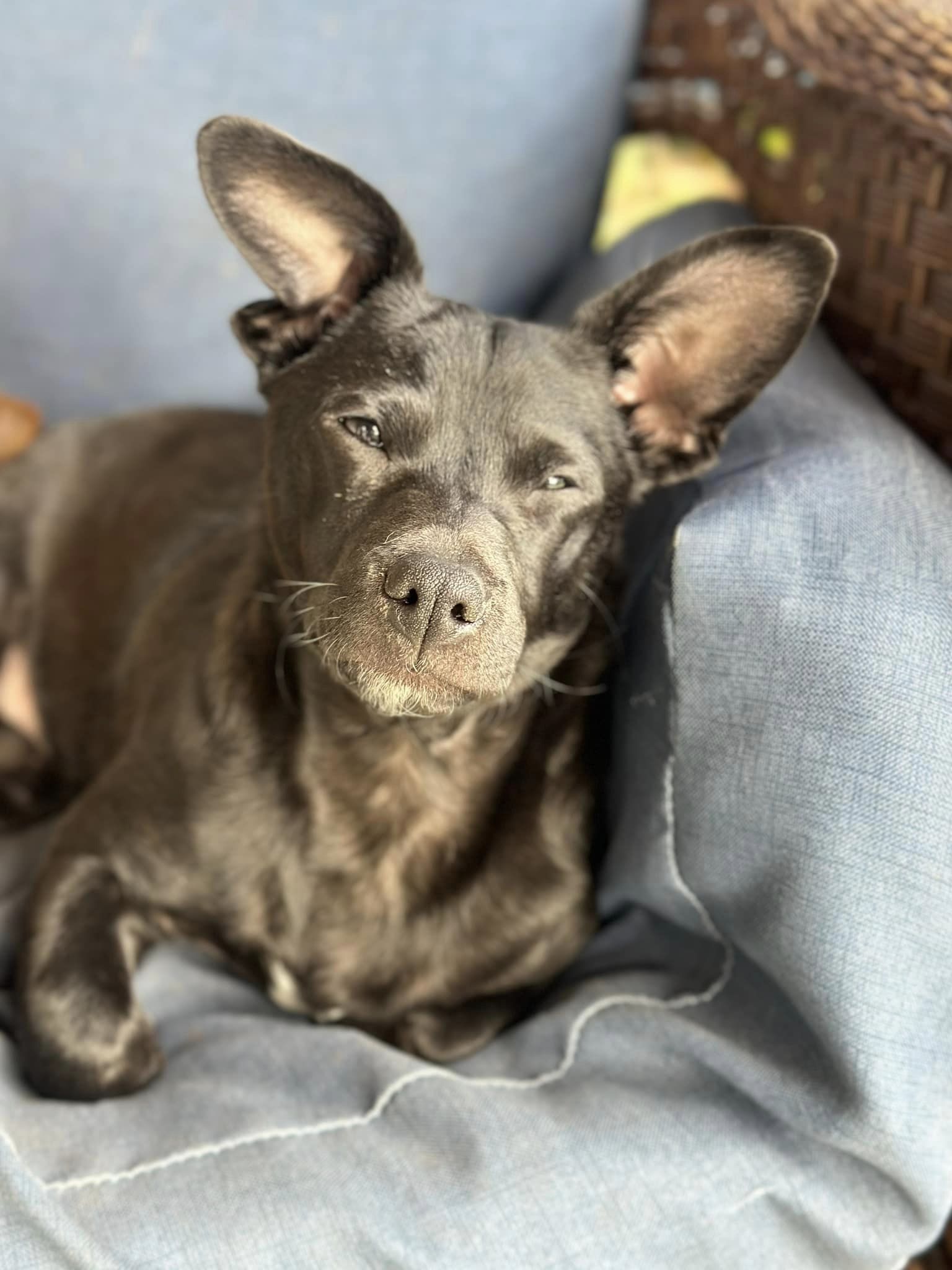 Wiggly Tails Dog Rescue - Adopt a Rescued Dog