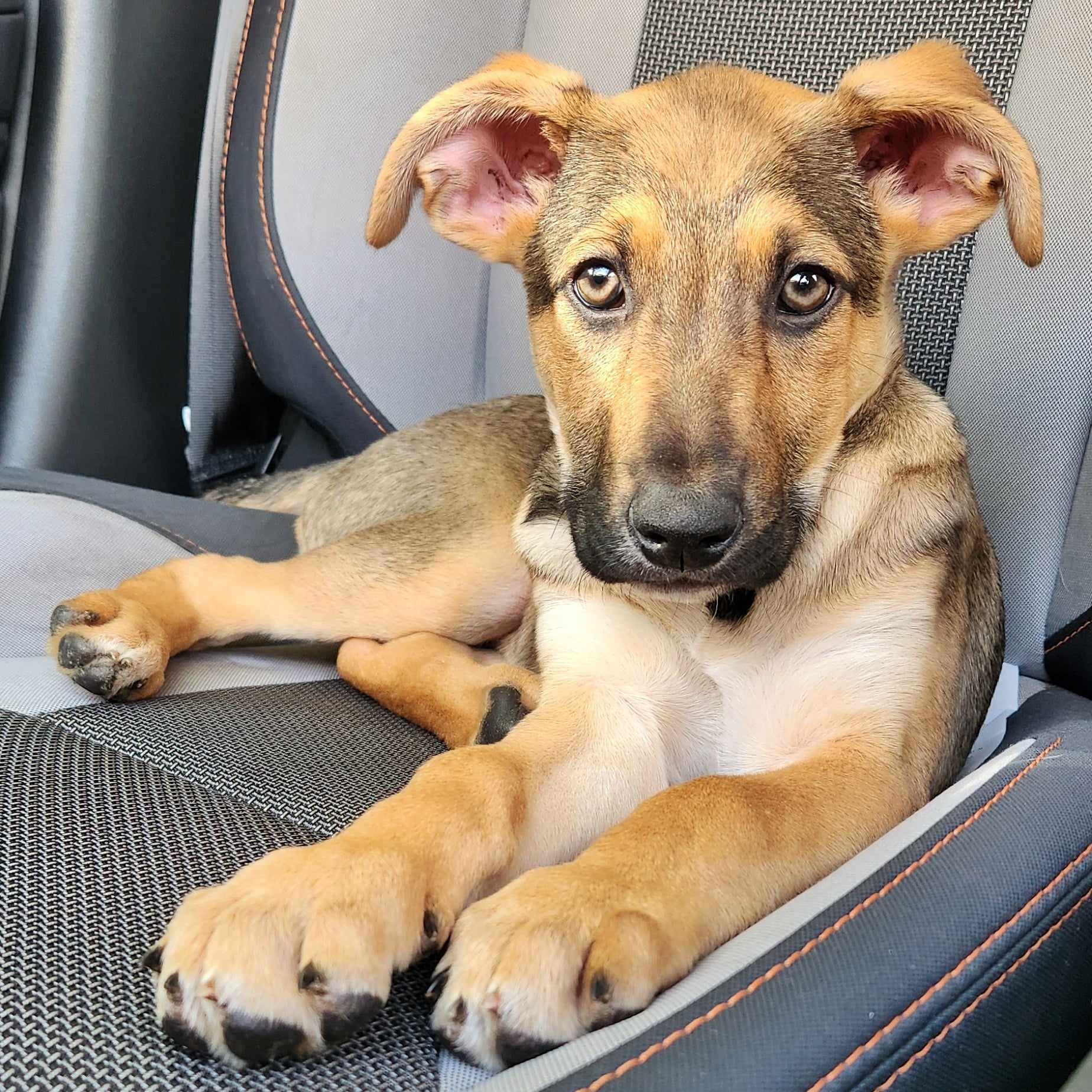 Wiggly Tails Dog Rescue - Adopt a Rescued Dog