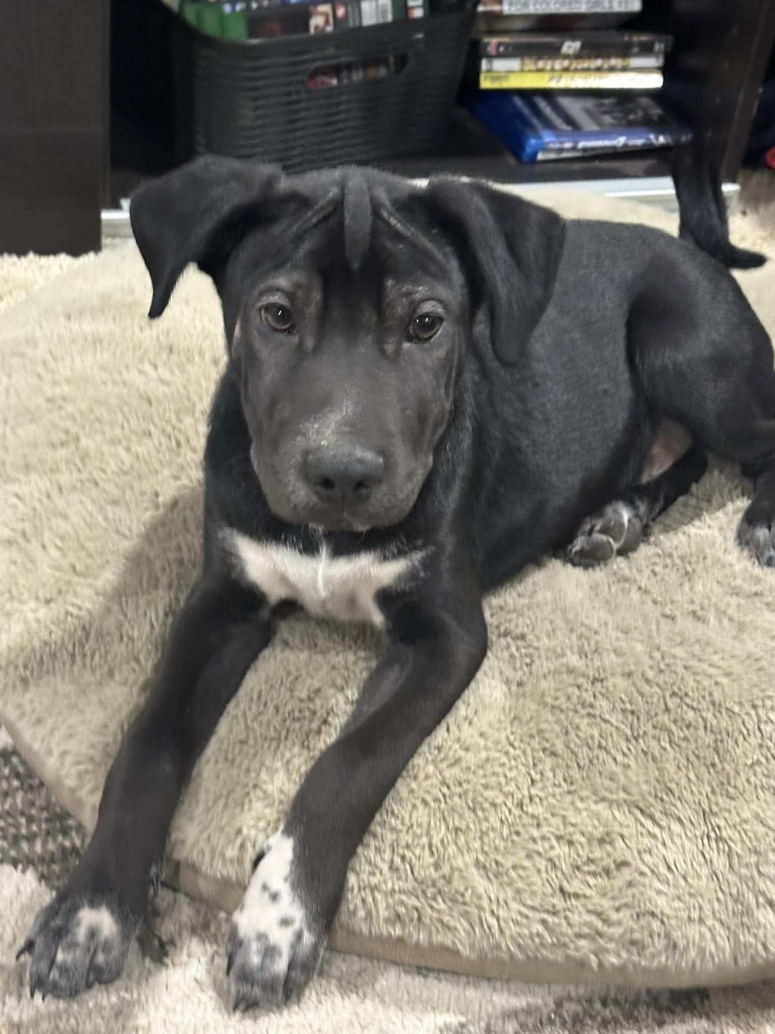 Wiggly Tails Dog Rescue - Adoptable Dogs