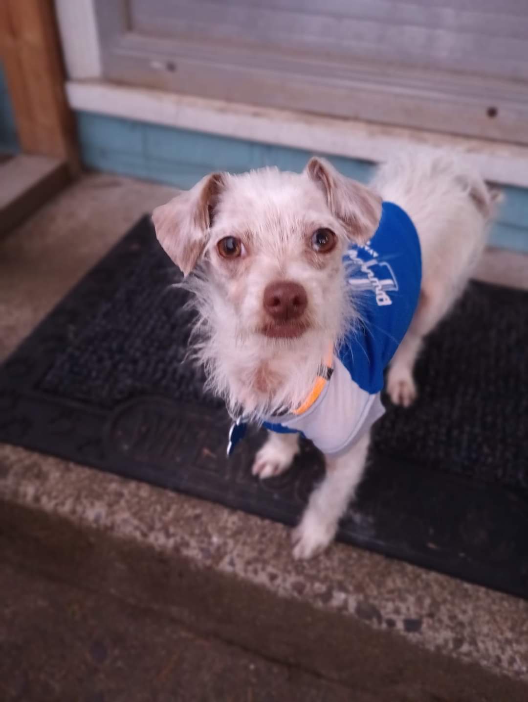 Wiggly Tails Dog Rescue - Adoptable Dogs