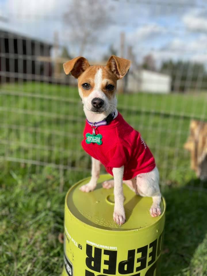 Wiggly Tails Dog Rescue - Ways to Help Us Rescue More Dogs