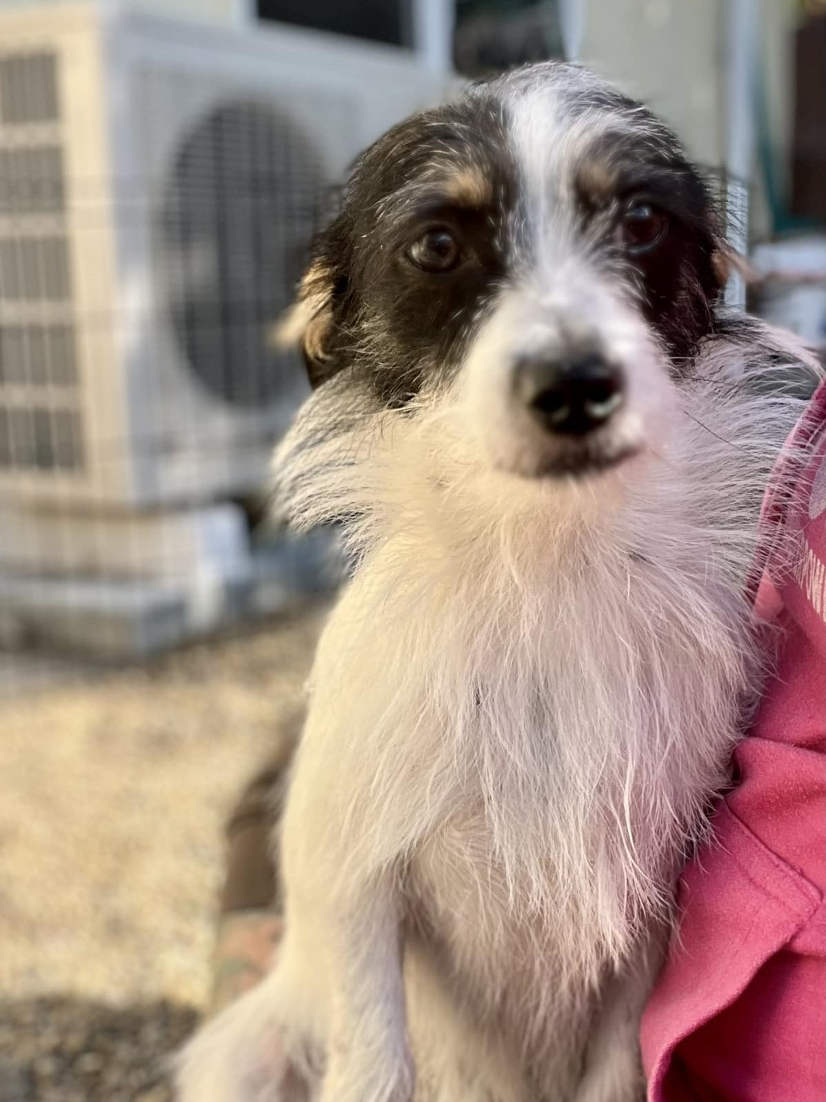 Wiggly Tails Dog Rescue