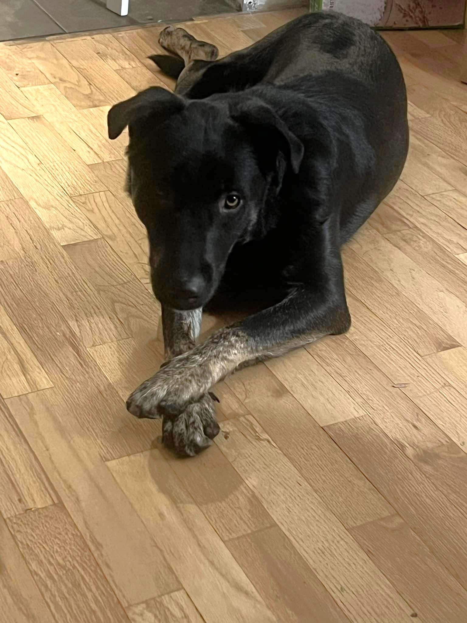 Wiggly Tails Dog Rescue