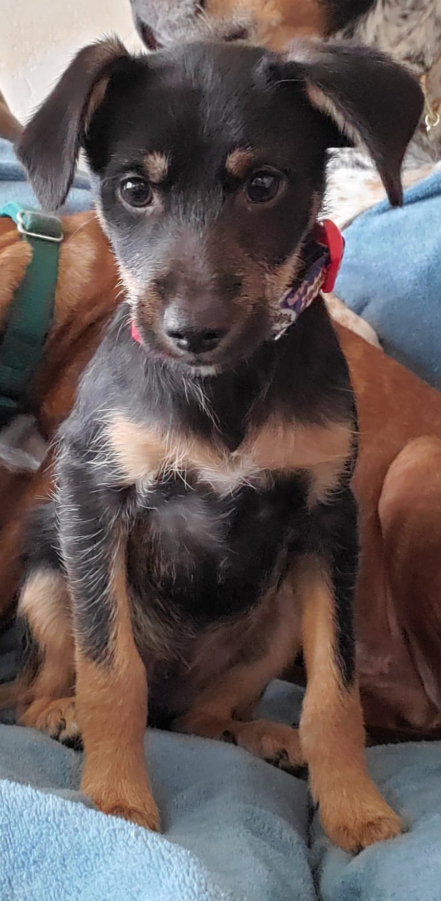 Wiggly Tails Dog Rescue