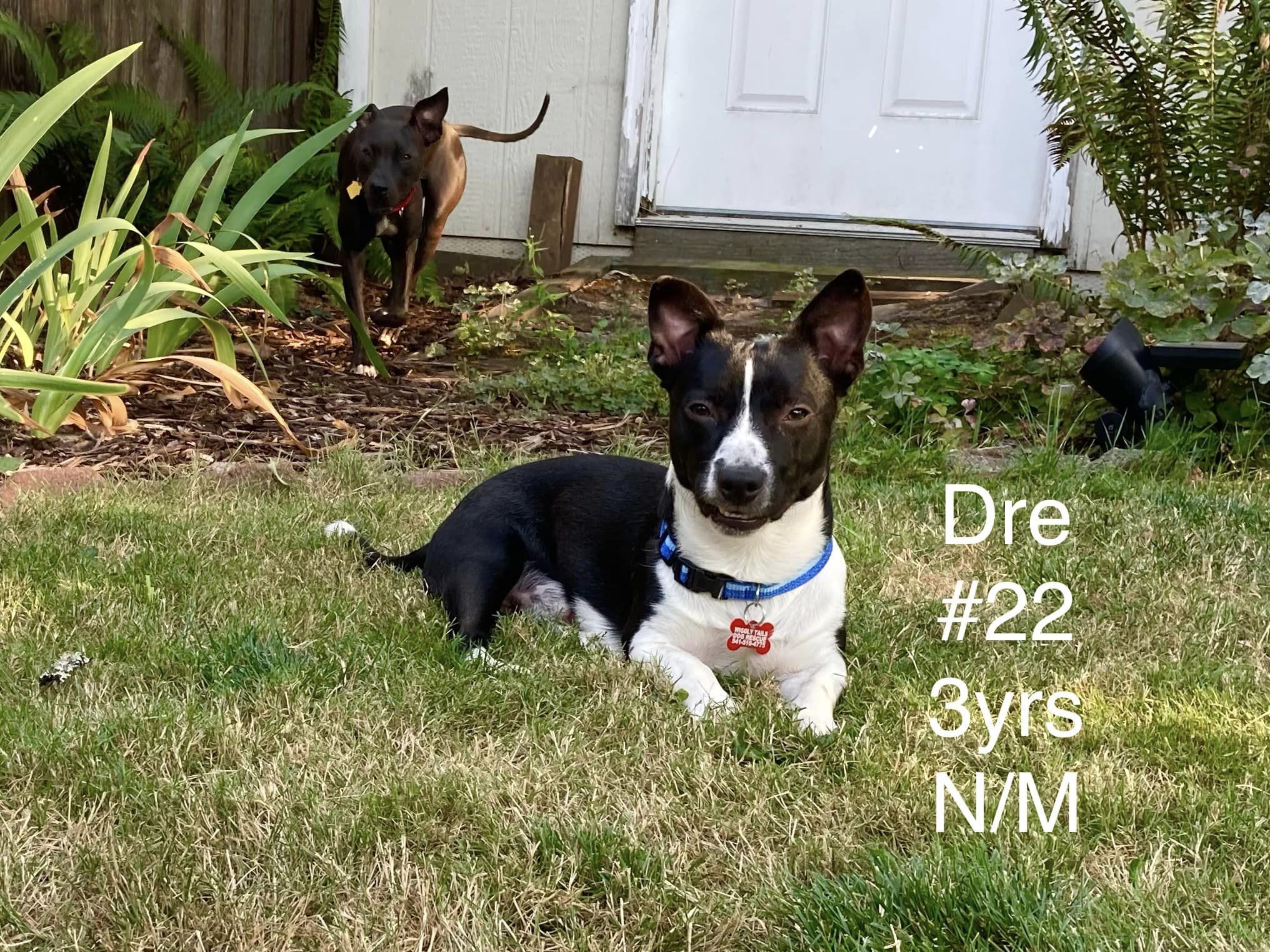 Wiggly Tails Dog Rescue