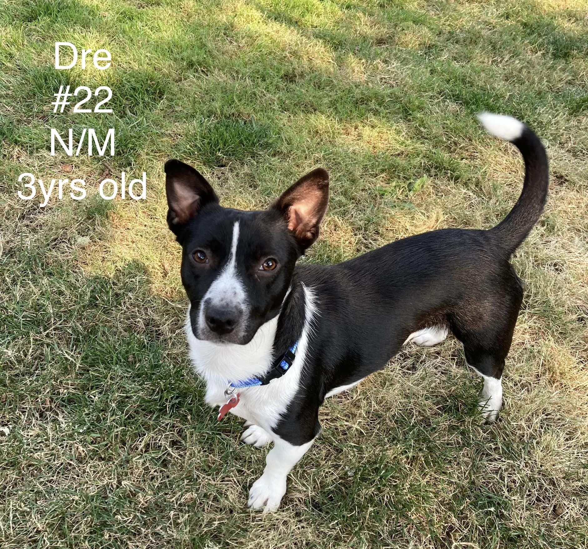 Wiggly Tails Dog Rescue