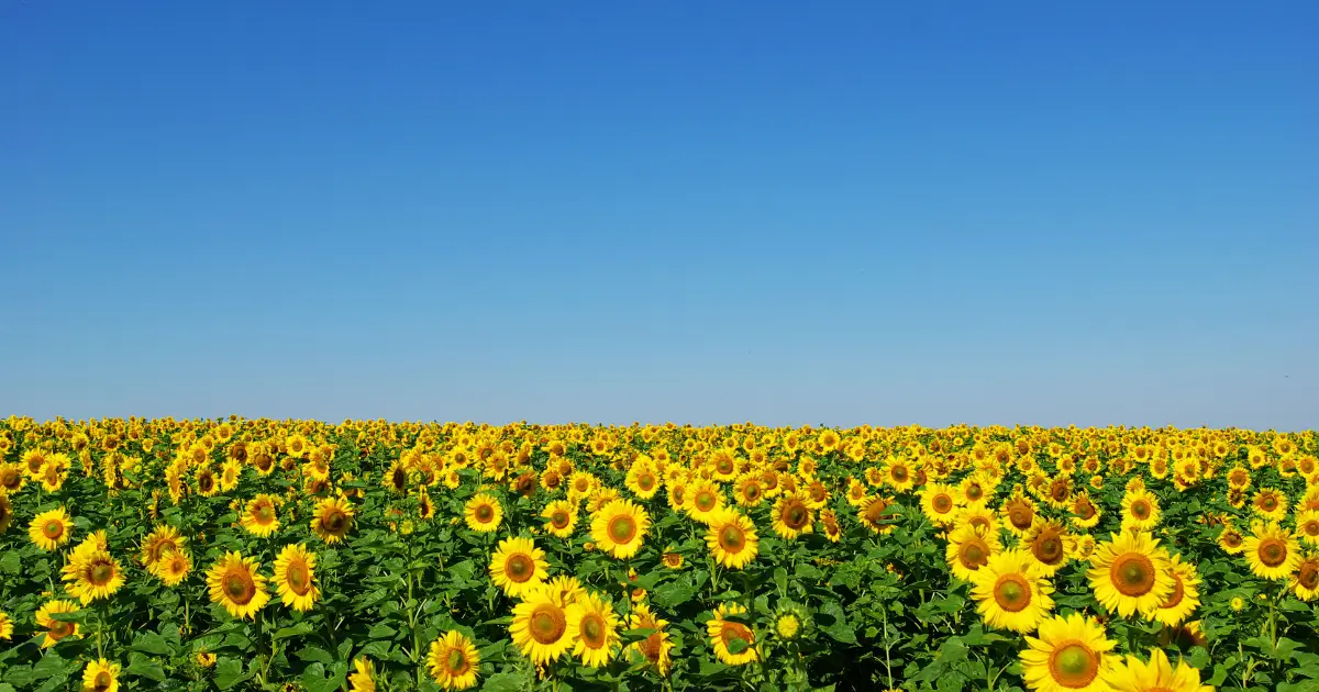 Optimism as a Lifestyle: Insights from Bill Burke | PepTalk