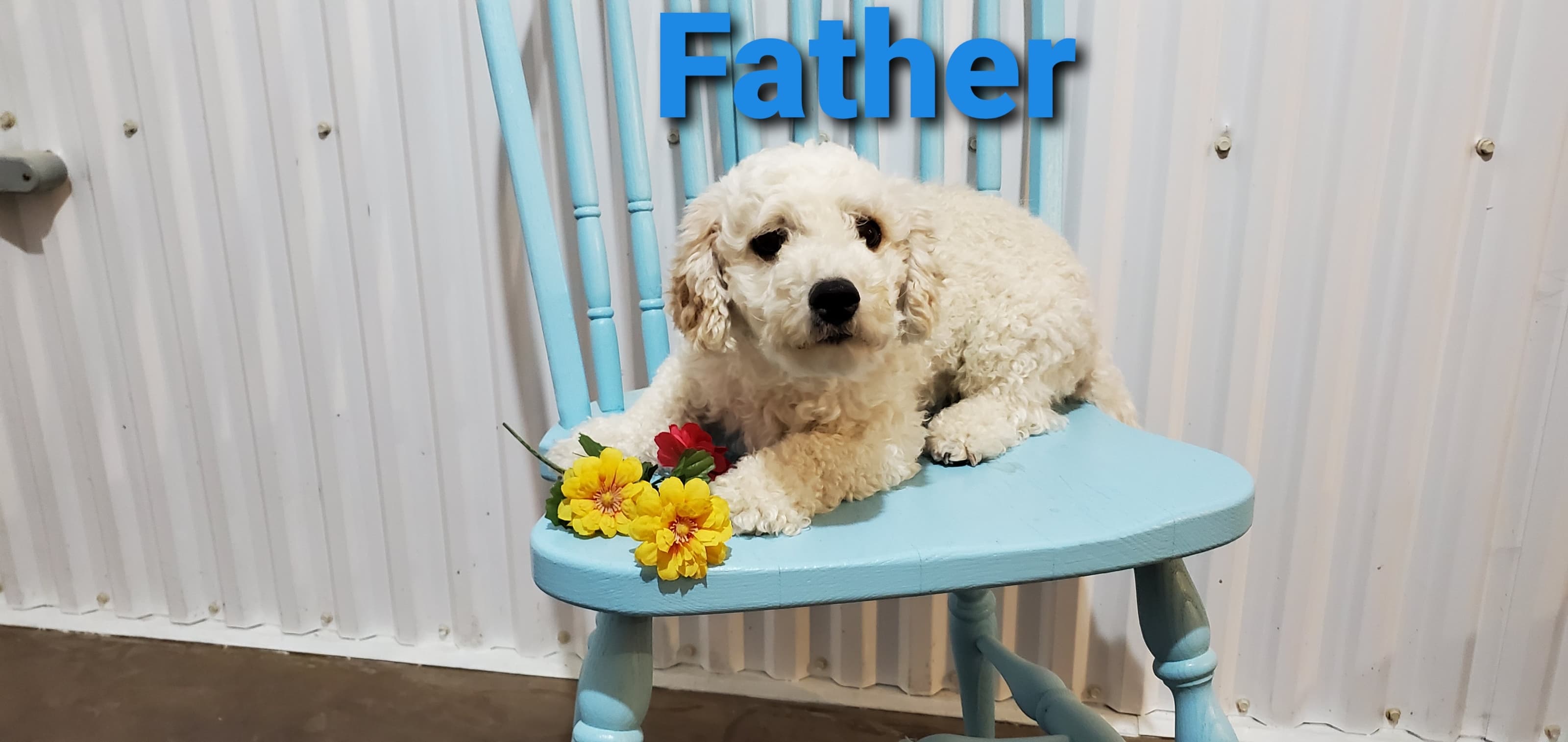 Home | Green Bush Kennel