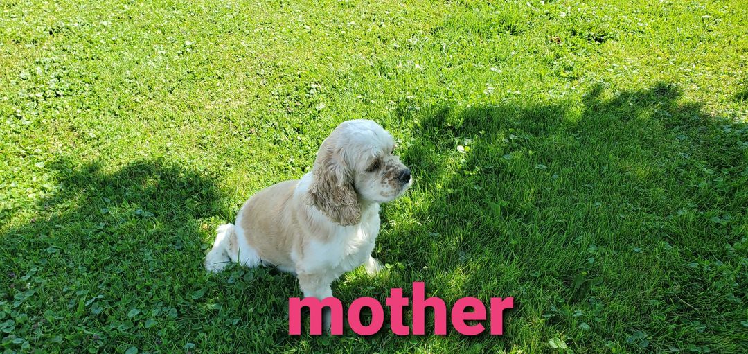 Home | Green Bush Kennel