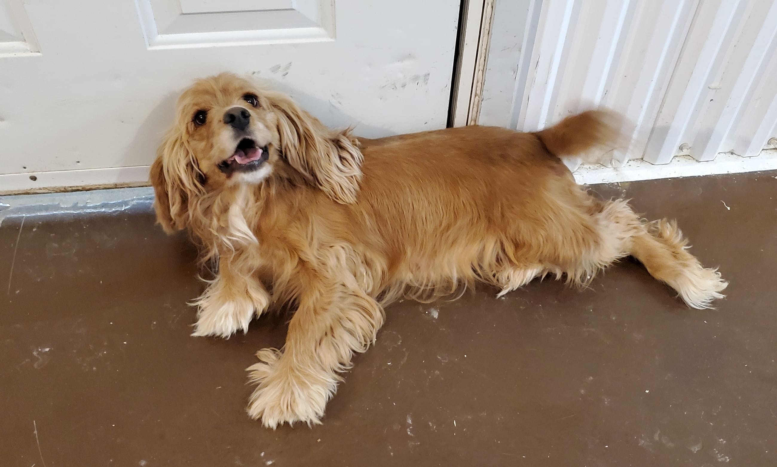 Home | Green Bush Kennel