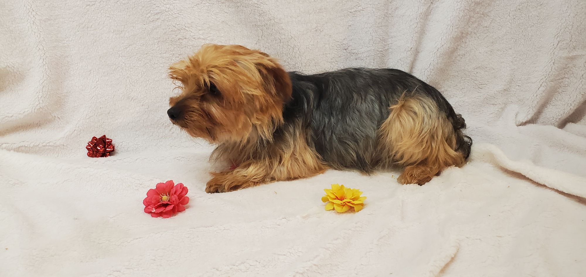 Home | Green Bush Kennel