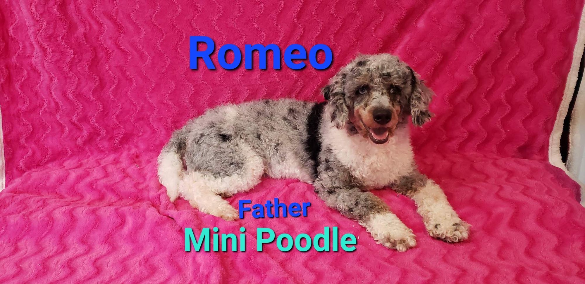 Home | Green Bush Kennel