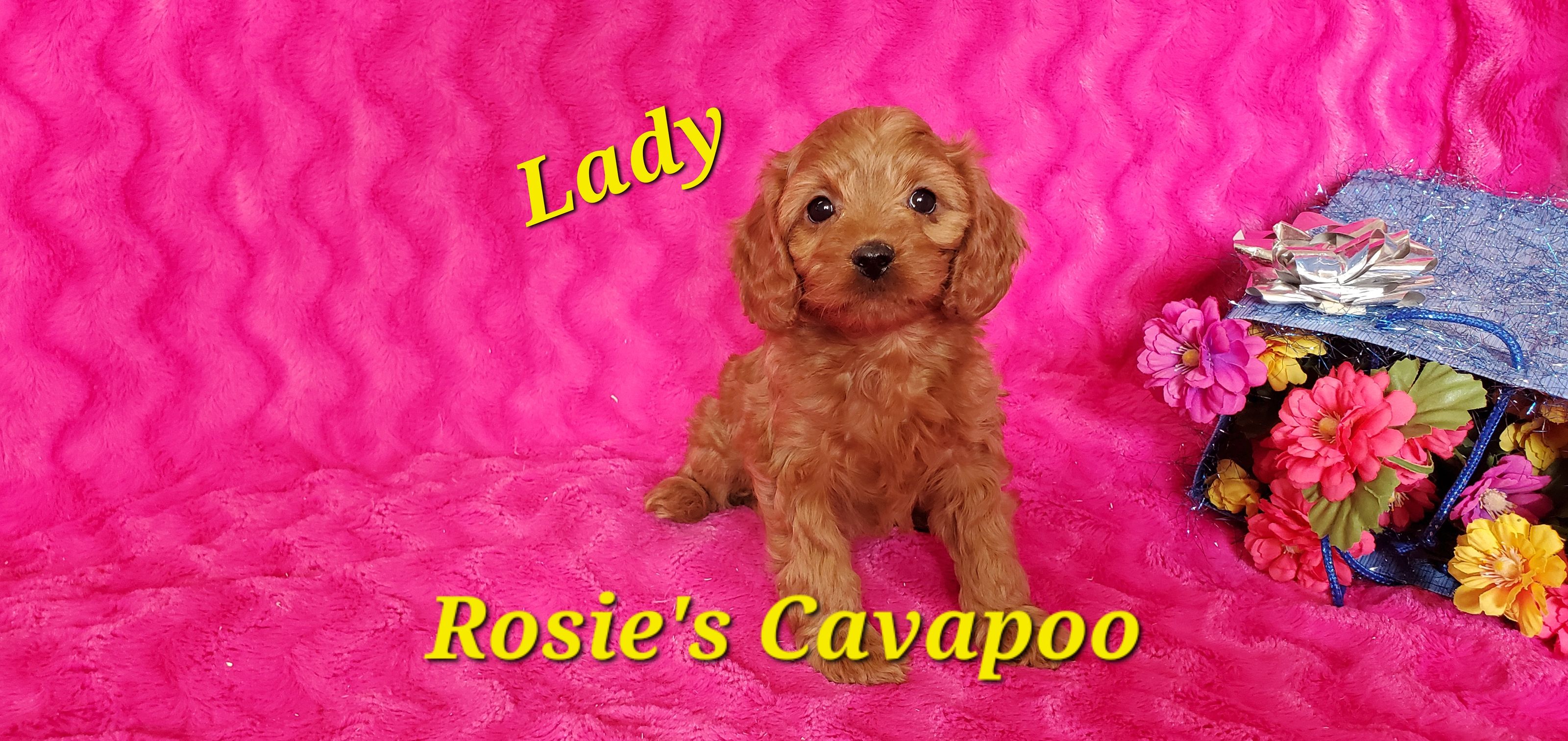 Home | Green Bush Kennel