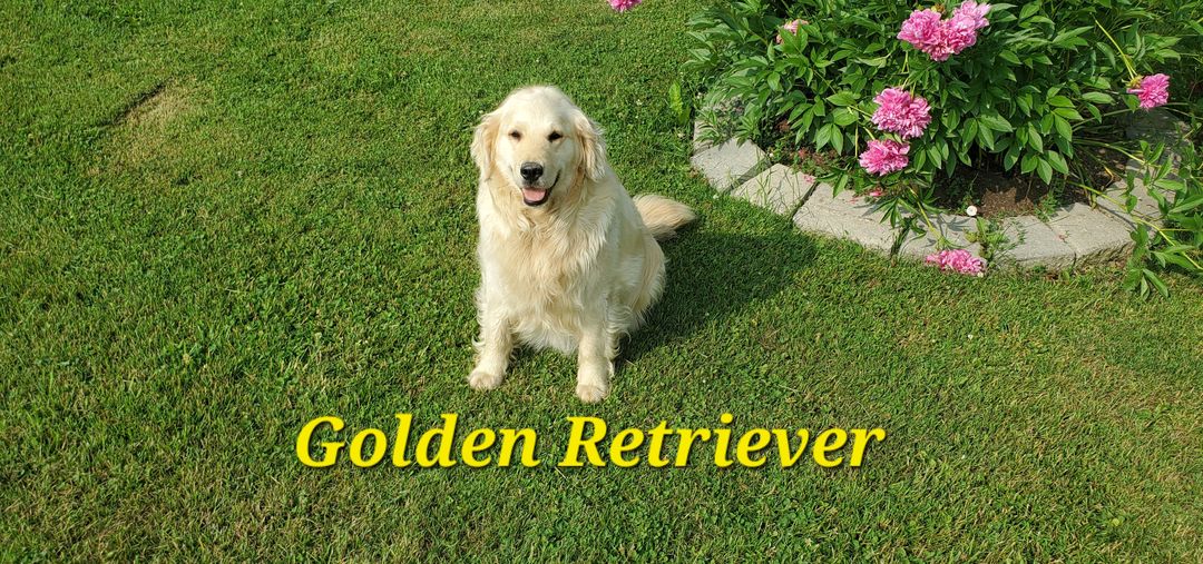 Home | Green Bush Kennel