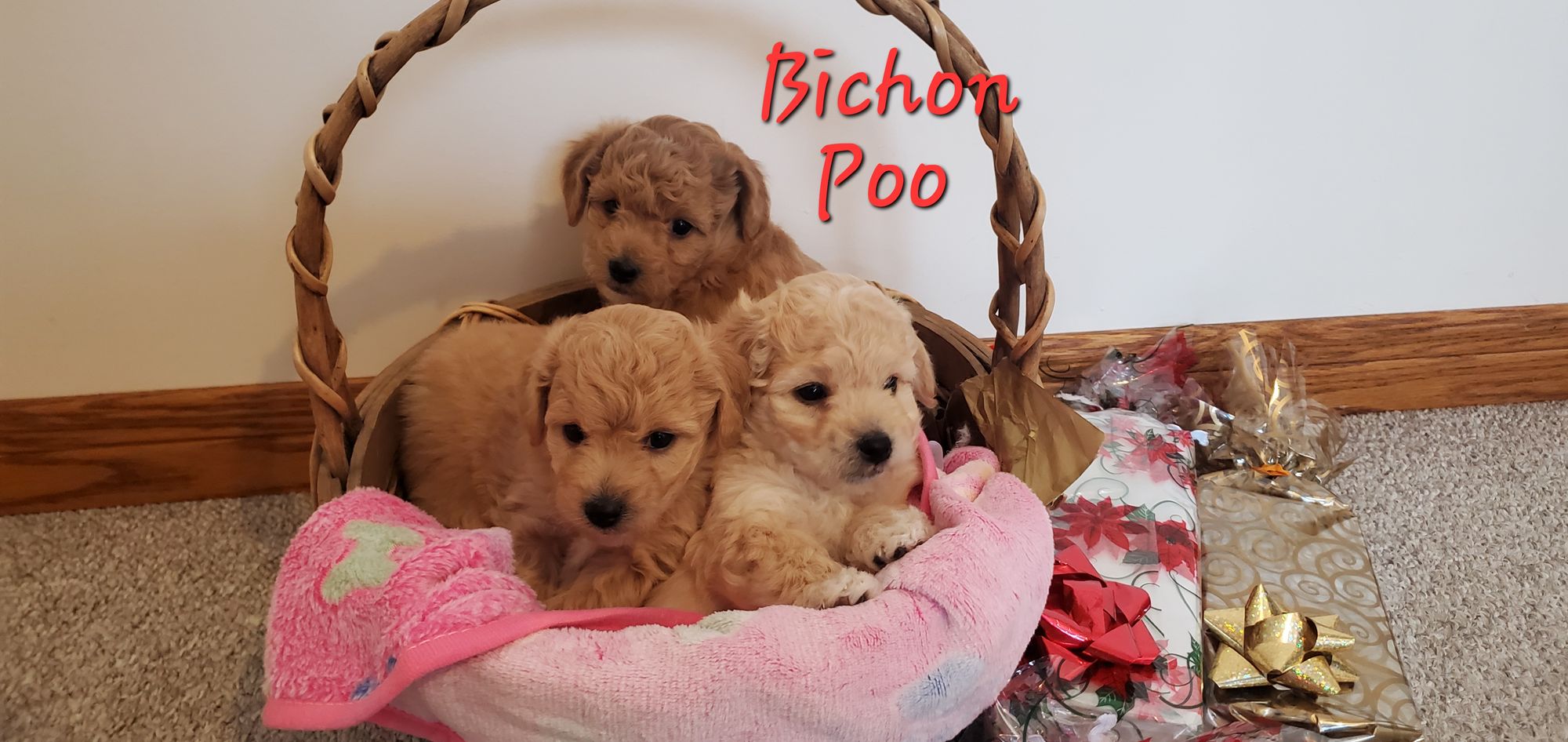 Dogs & Puppies | Green Bush Kennel