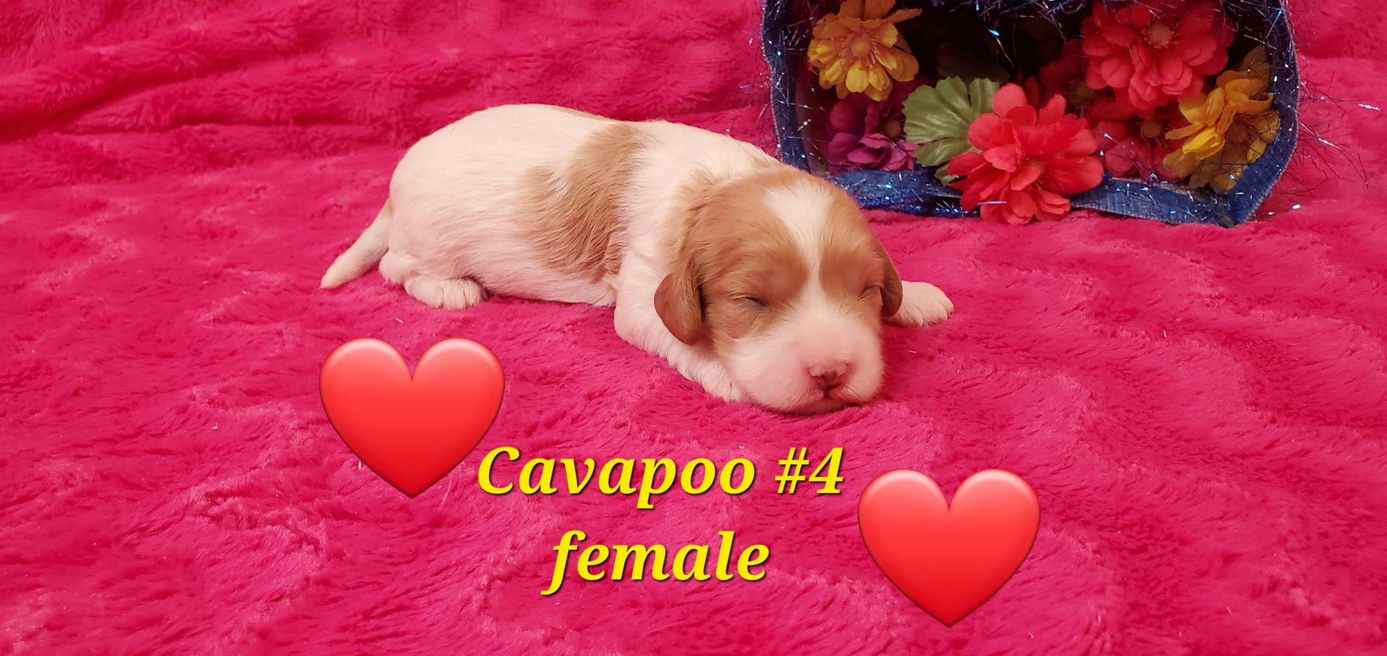 Home | Green Bush Kennel