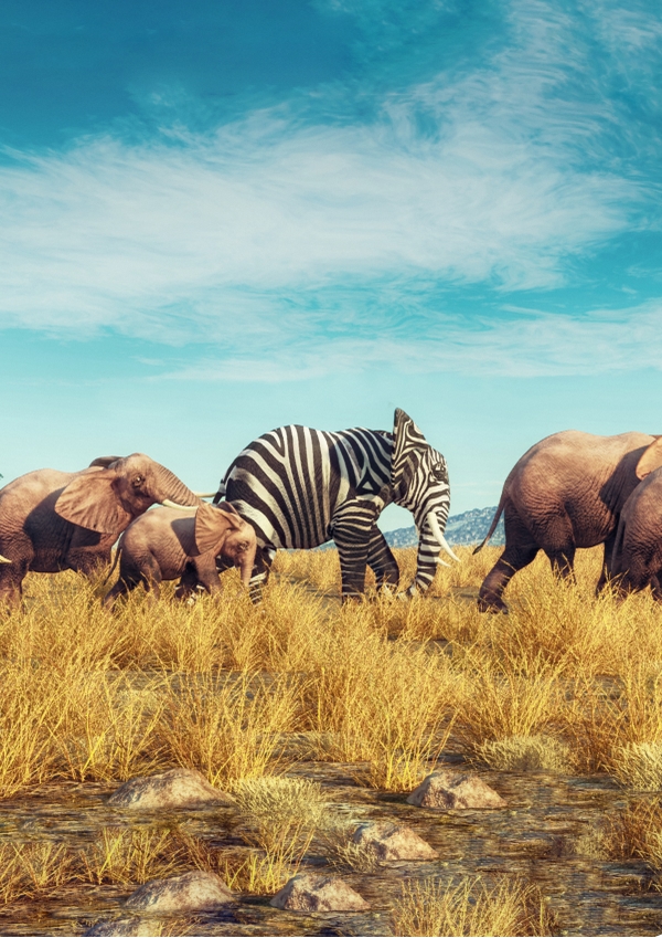 Timeo Performance - The Skills Factory for your performance