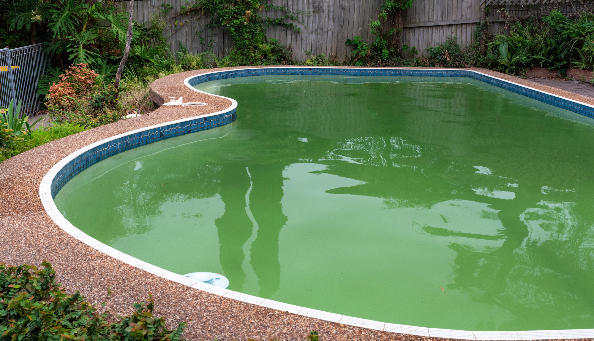 How To Get Rid Of Green Algae: An In-Depth Pool Care Guide