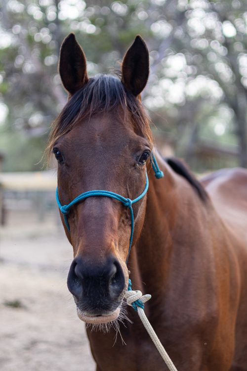 Meet the LOPE Racing Warriors