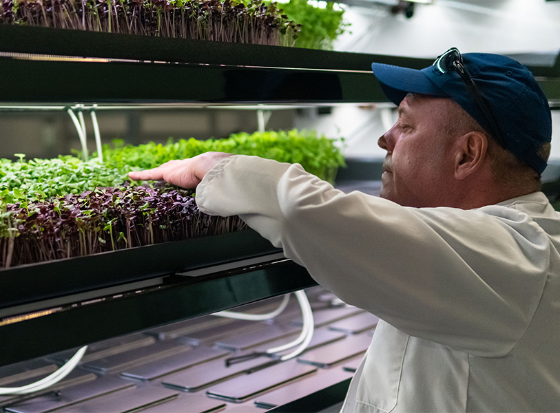 Our Products - Microgreens | Las Vegas Microgreens Farm