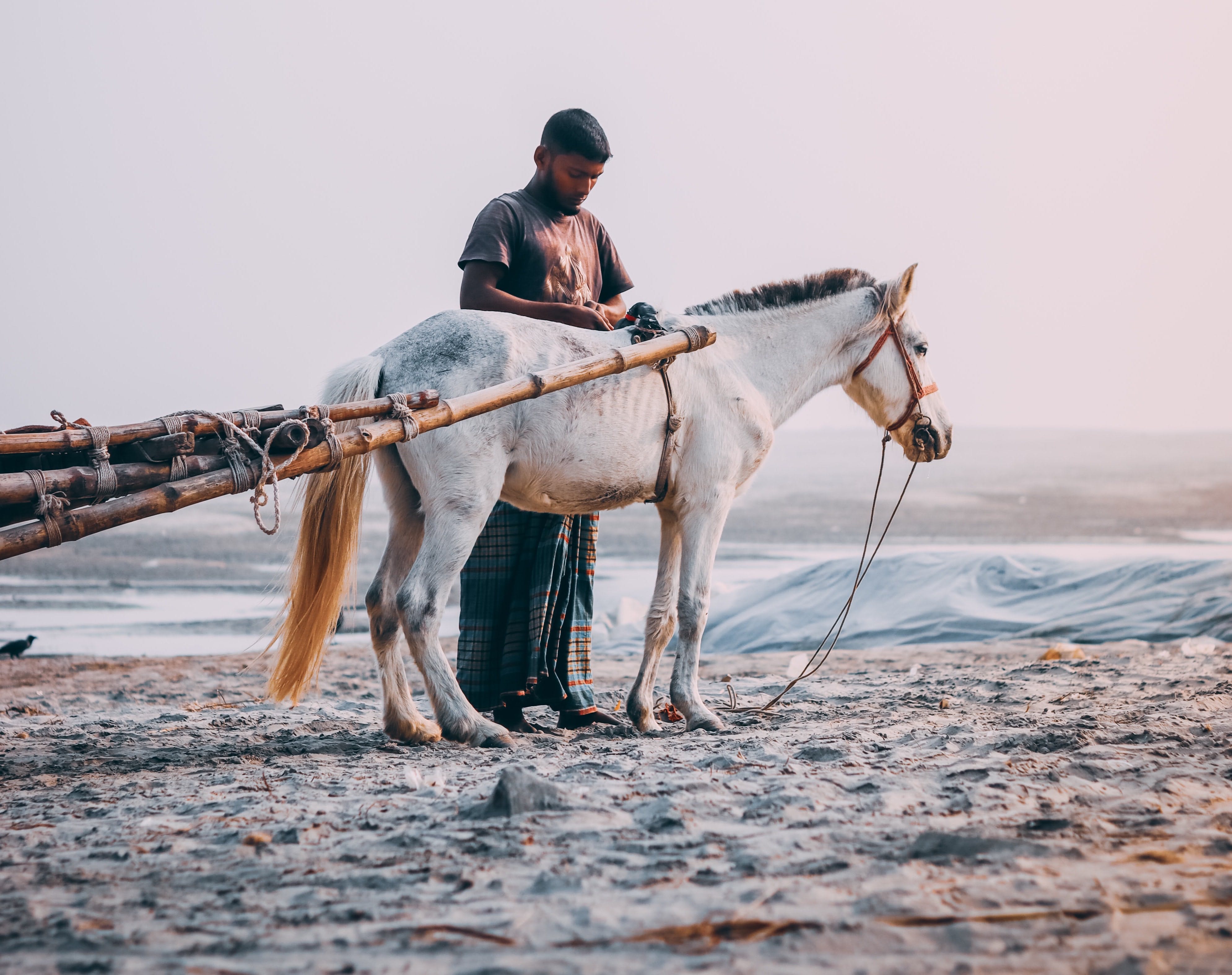 The Parable of the Farmer & the Horse | The Curiosity Chronicle