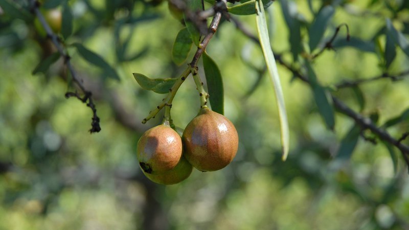 Why You Should Love Sandalwood Scent | Blog Maison 21G