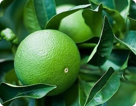 How Fragrances Affect Your Mood: Understanding the Power of Scents ...