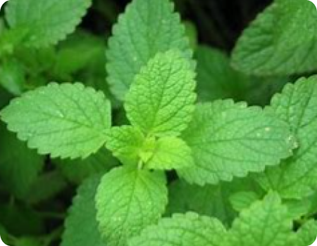How Fragrances Affect Your Mood: Understanding the Power of Scents ...