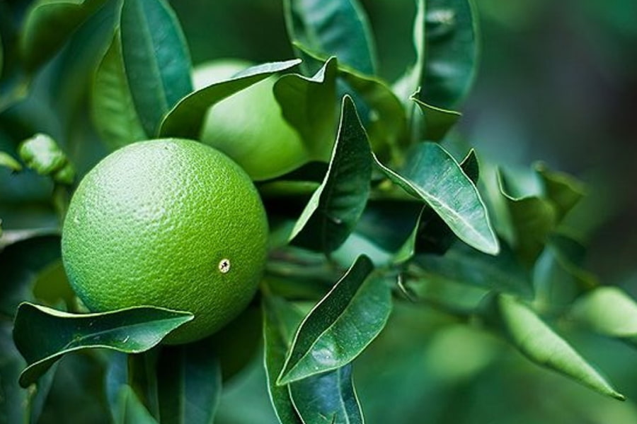 How Do Stores Smell So Good? The Power of Scent Marketing | Blog Maison 21G