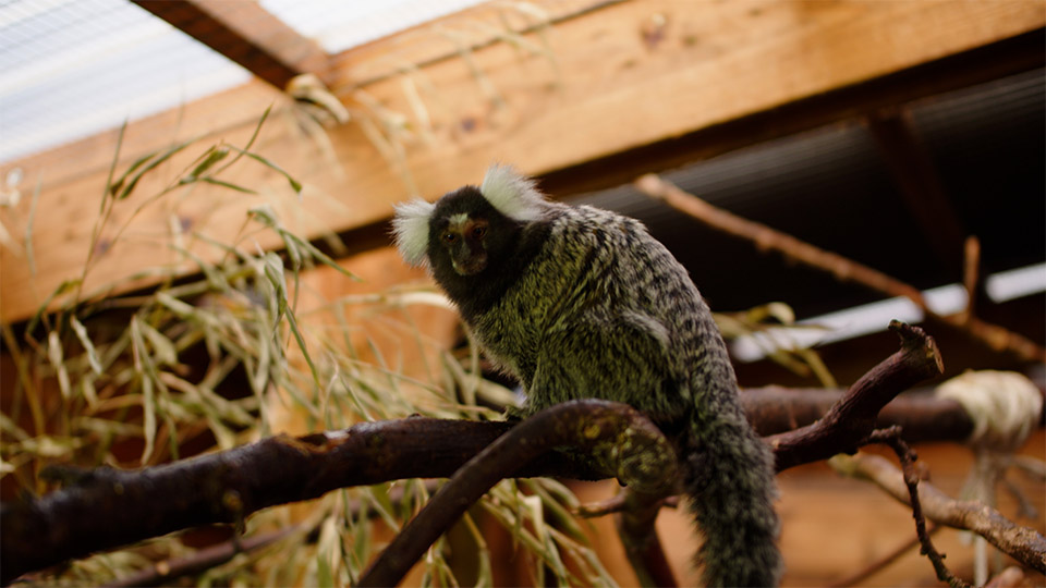 Writtle University College - Animal Management & Science with Dr ...