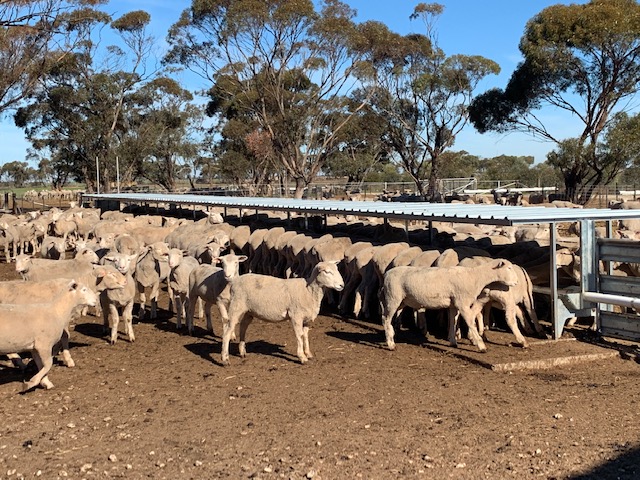 Feedtech Feeding Systems | Auto Feeders Gallery