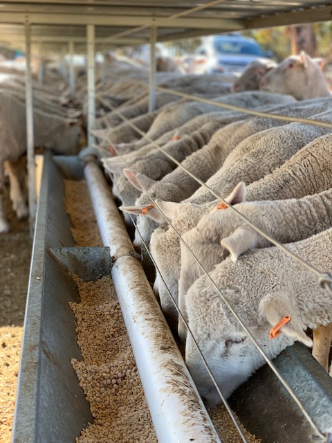 Feedtech Feeding Systems | Auto Feeders Gallery