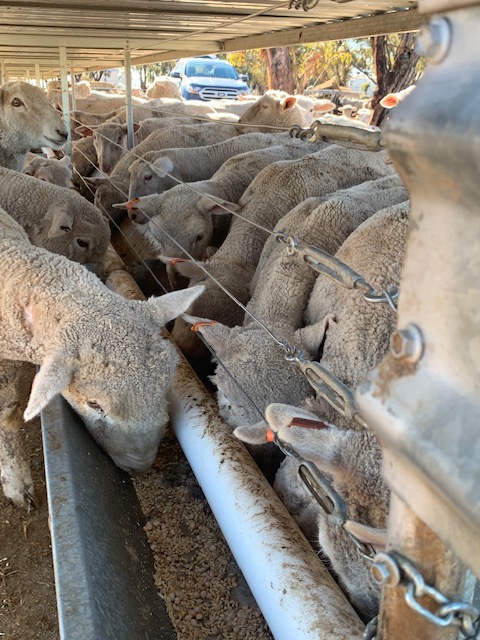 Feedtech Feeding Systems | Auto Feeders Gallery