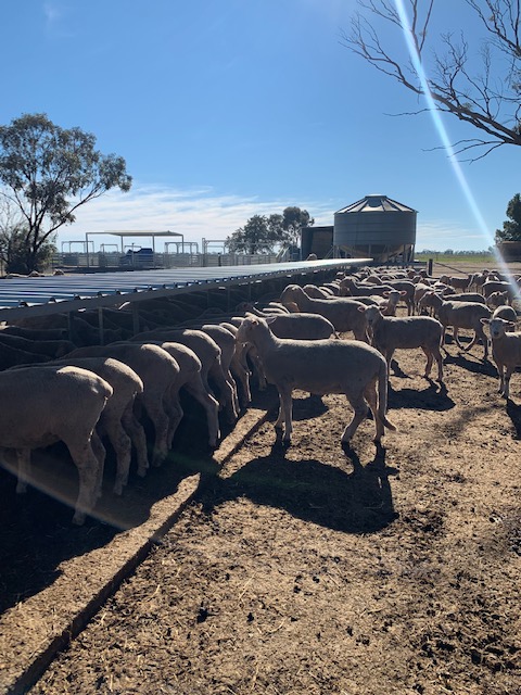 Feedtech Feeding Systems | Auto Feeders Gallery