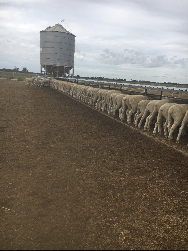 Feedtech Feeding Systems | Feed Control System