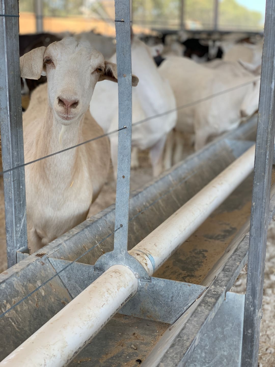 Feedtech Feeding Systems | Auto Feeders Gallery
