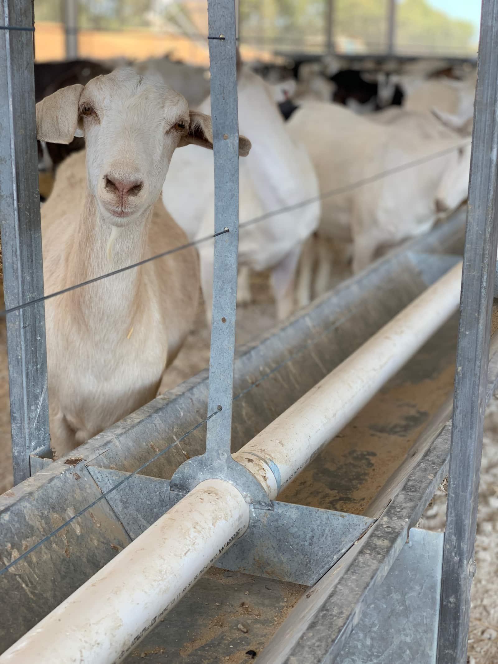 Feedtech Feeding Systems | Auto Feeders Gallery