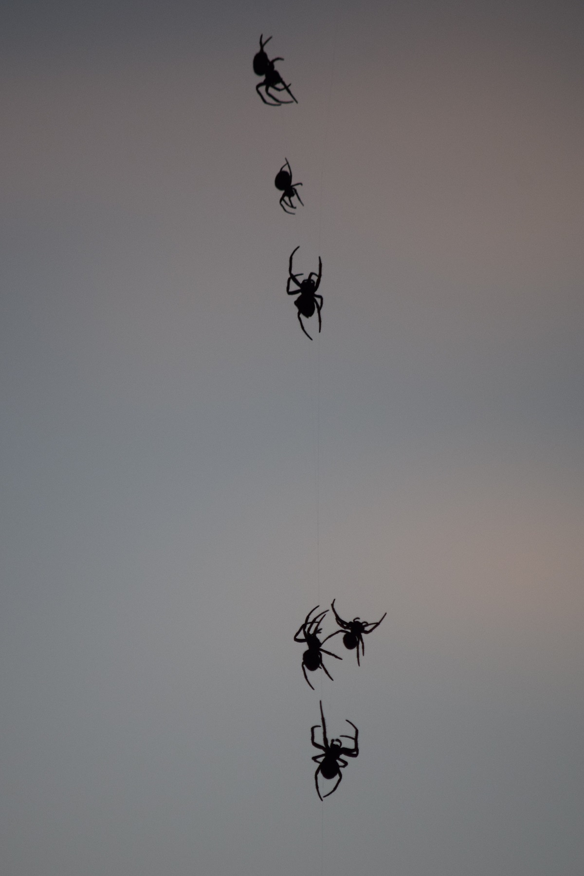 Aracnofobia Causas Del Miedo A Las Arañas Y Cómo Tratarla Buencoco