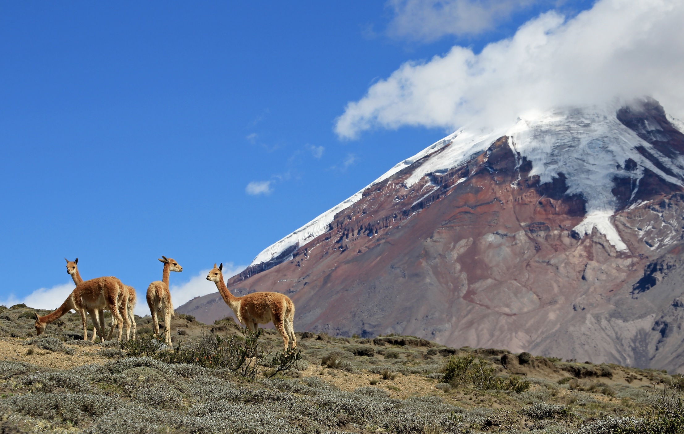 The Most Luxurious Textile in the World – Vicuña Wool | Samuel Baron ...