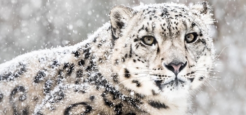 EarthRanger: Protecting Wildlife With Real-Time Data