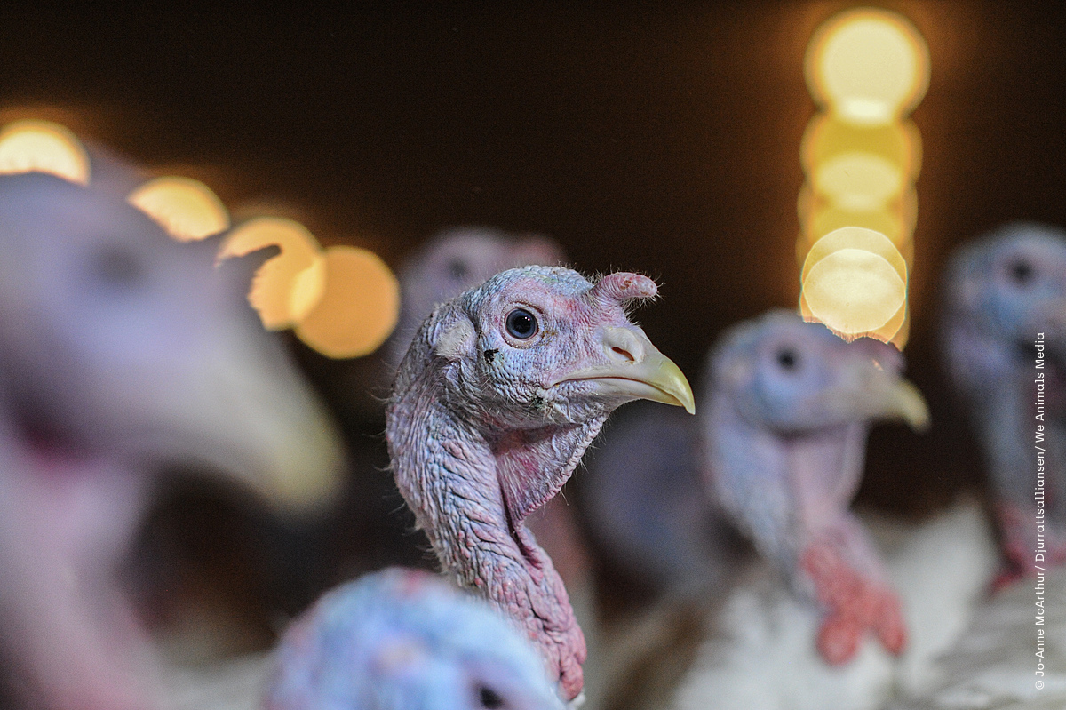 Turkeys in agriculture