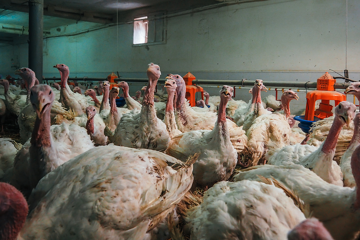 Turkeys in agriculture
