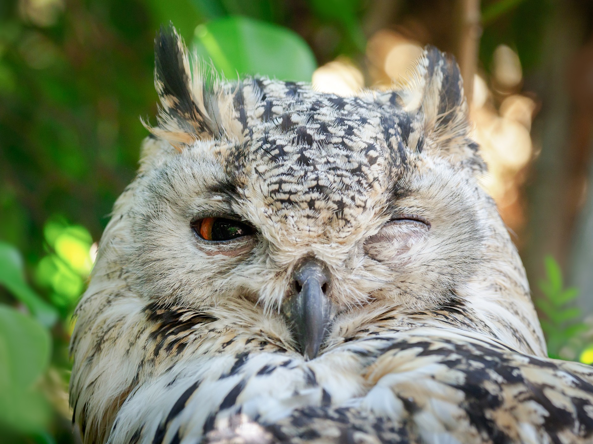 Bengal Eagle Owl - Paphos Zoo