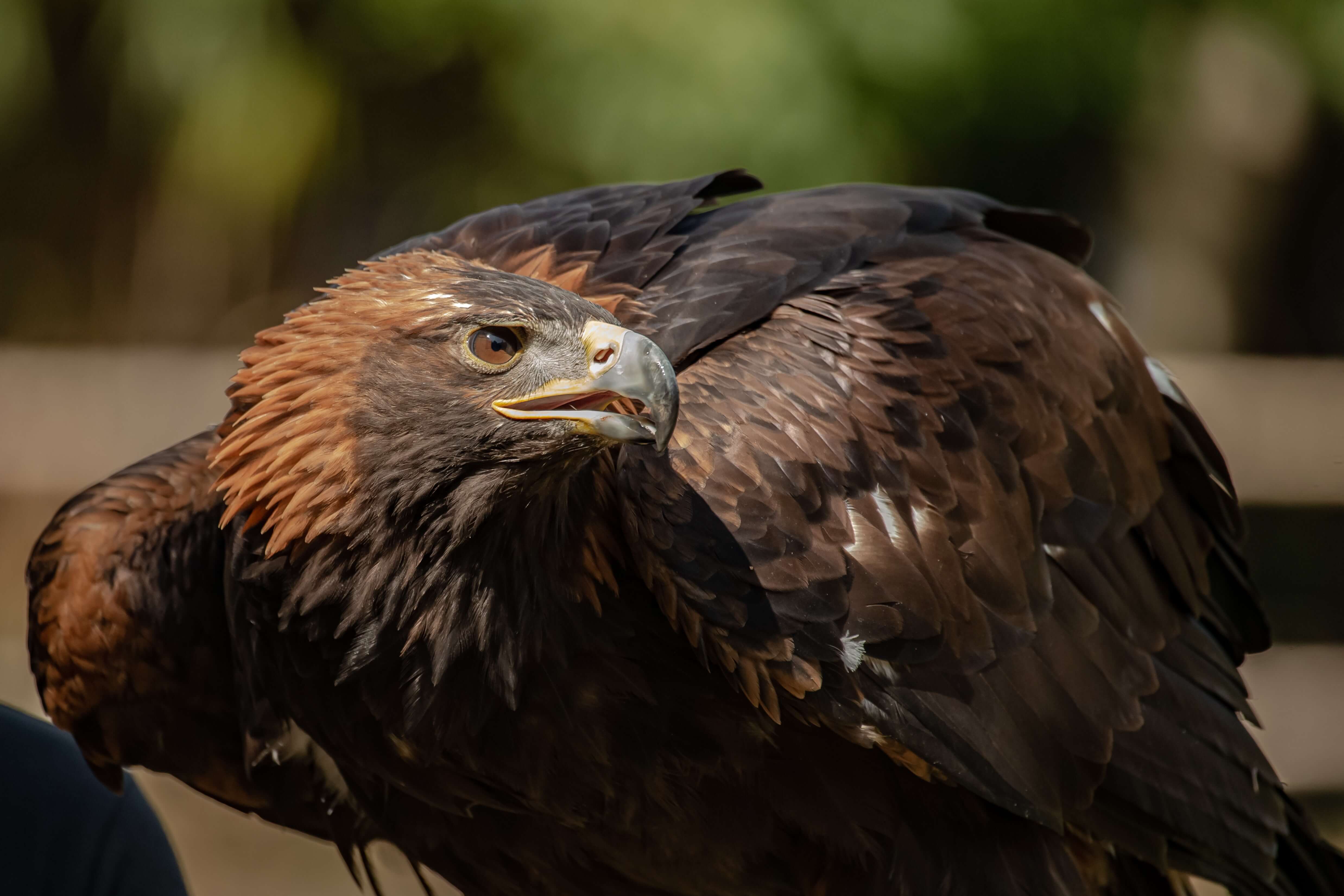 Golden Eagle - Paphos Zoo Map
